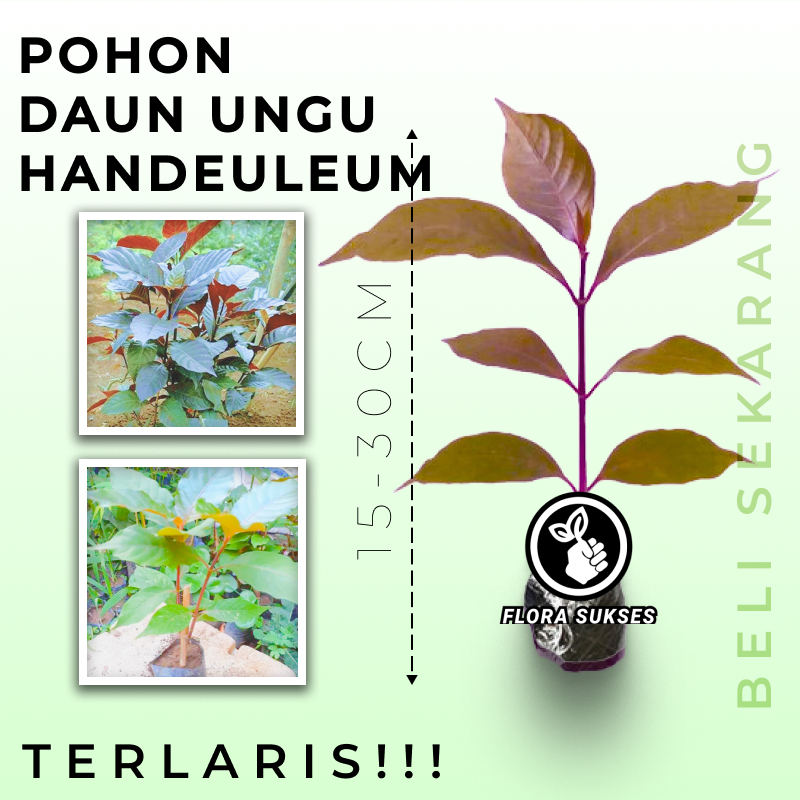 Jual TANAMAN OBAT DAUN HANDEULEUM OBAT WASIR AMBEYEN DAUN UNGU | Shopee ...