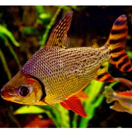 Jual Ikan YFF Yellow Feifeng / American Flag Tail - Tankmate Predator ...