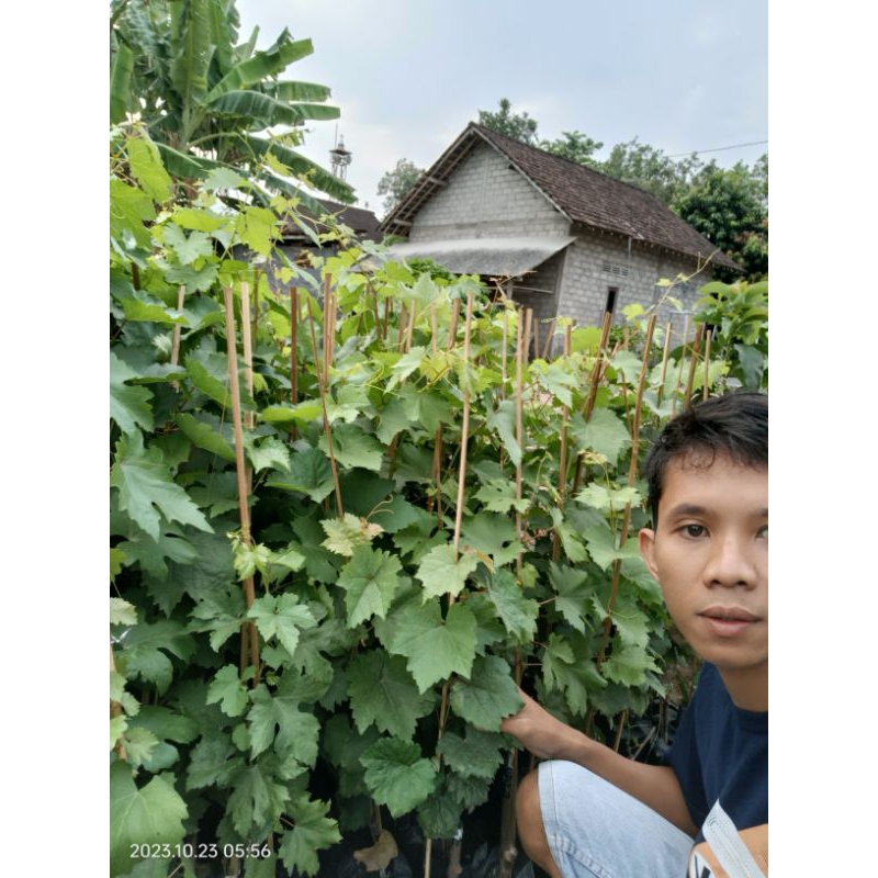 Jual BIBIT ANGGUR IMPOR AKADEMIK VALID (kusus pulau jawa bali madura ...
