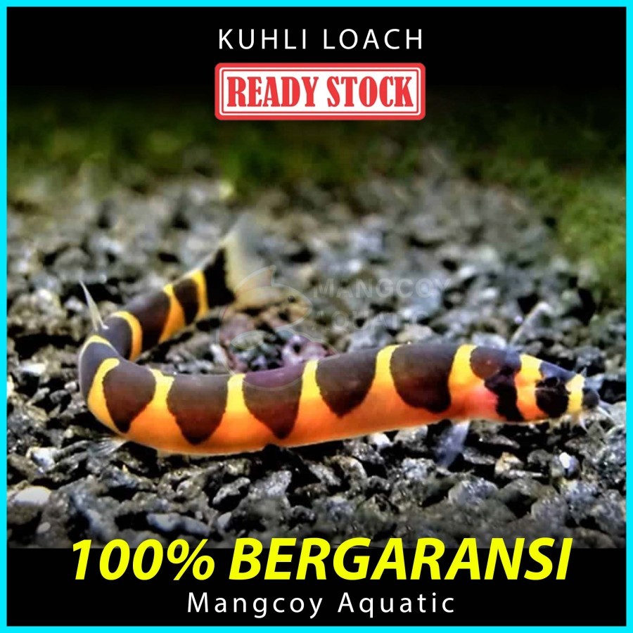 Jual Kuhli Loach Algae Eater / pembersih sisa makanan - Ikan Hias ...