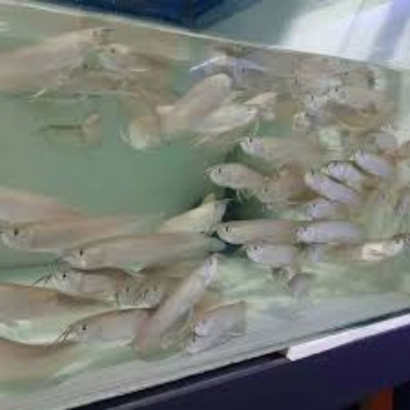 Jual Arwana Brazil - 19 - 20 | Shopee Indonesia