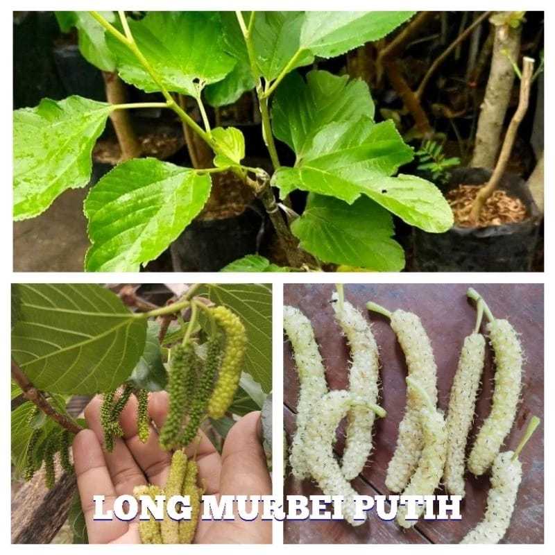 Jual Long White Murbei ( jaminan asli ) | Shopee Indonesia