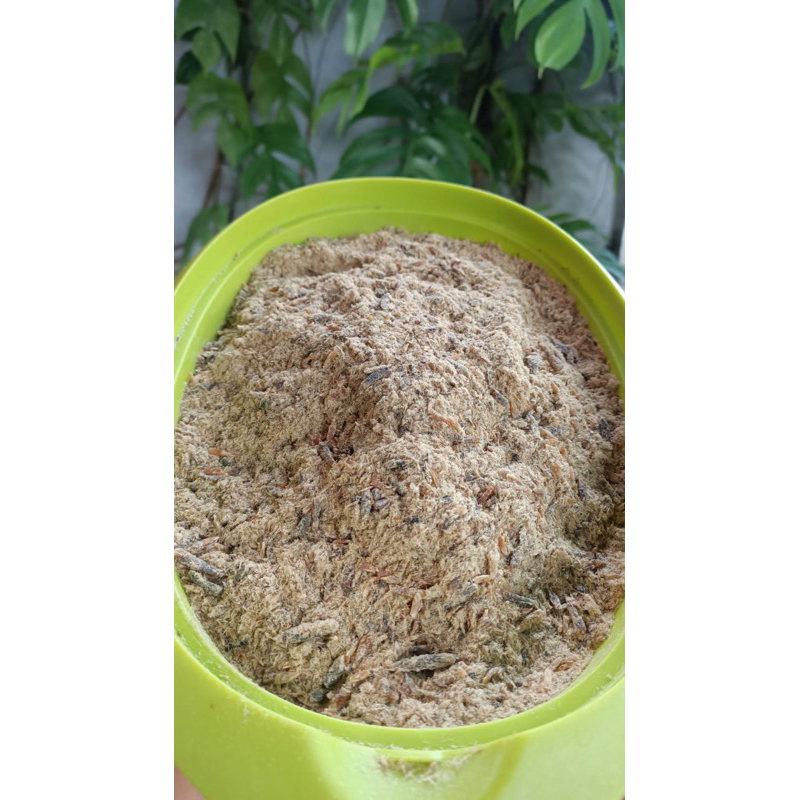 Jual Ratu rica berat 1 KG sudah halus siap pakai pengiriman seluruh ...