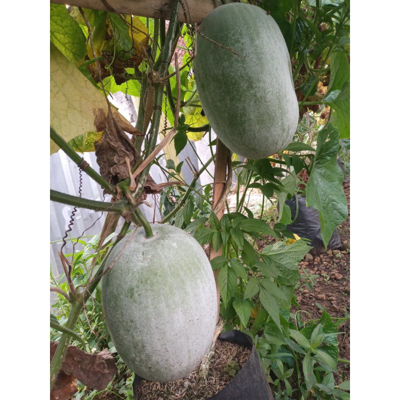 Jual buah bligo/kundur | Shopee Indonesia
