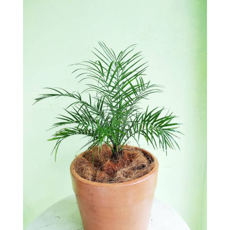 Jual Tanamam Hias Pohon Palem Bambu - Palem Phoenix / Tanamam Hias ...