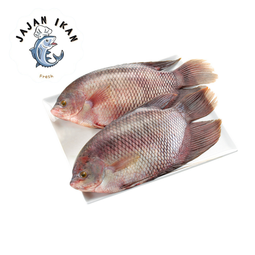 Jual Ikan Gurame Fresh Beku 1 KG | Shopee Indonesia