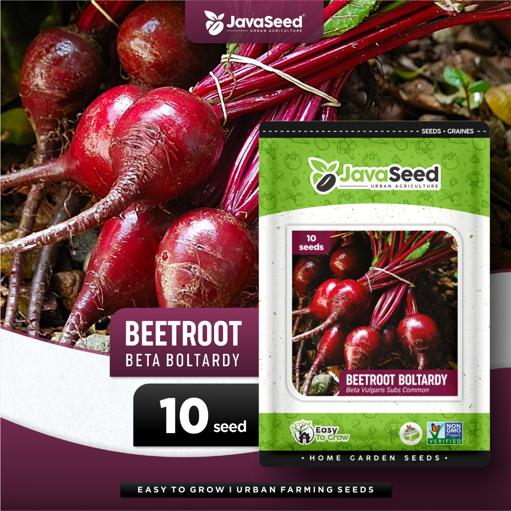 Jual JAVASEED - Benih Umbi Beet Buah Beetroot Purple Boltardy Bitrot F1 ...