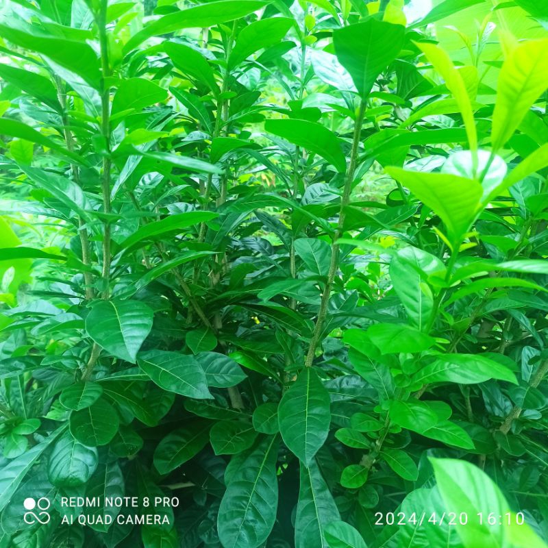 Jual Daun maja pahit segar 500 gram | Shopee Indonesia