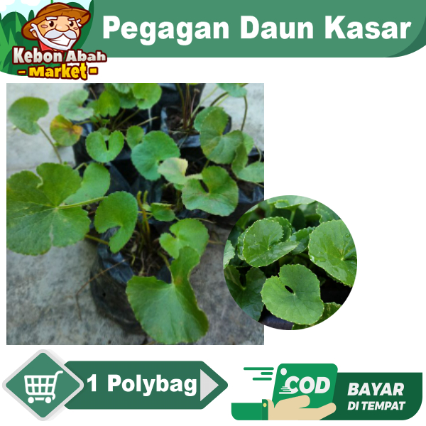 Jual Tanaman Pegagan Antanan Daun Kasar Bergerigi Tapak Kuda Bibit ...