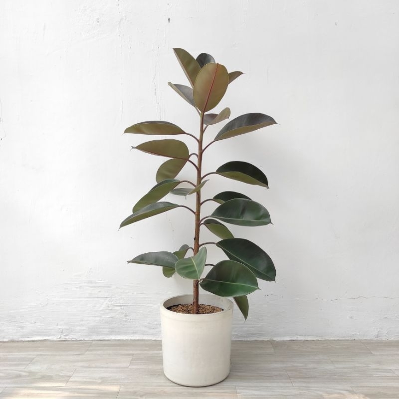 Jual FICUS ELASTICA - Karet Kebo Size XL + Pot Concrete 32 | Pot Bunga ...