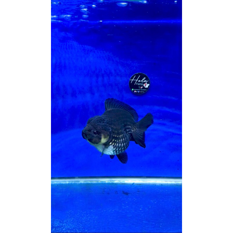 Jual ORANDA OST GOLDFISH ORANDA SHORT BODY SHORT TAIL FANCY | Shopee ...