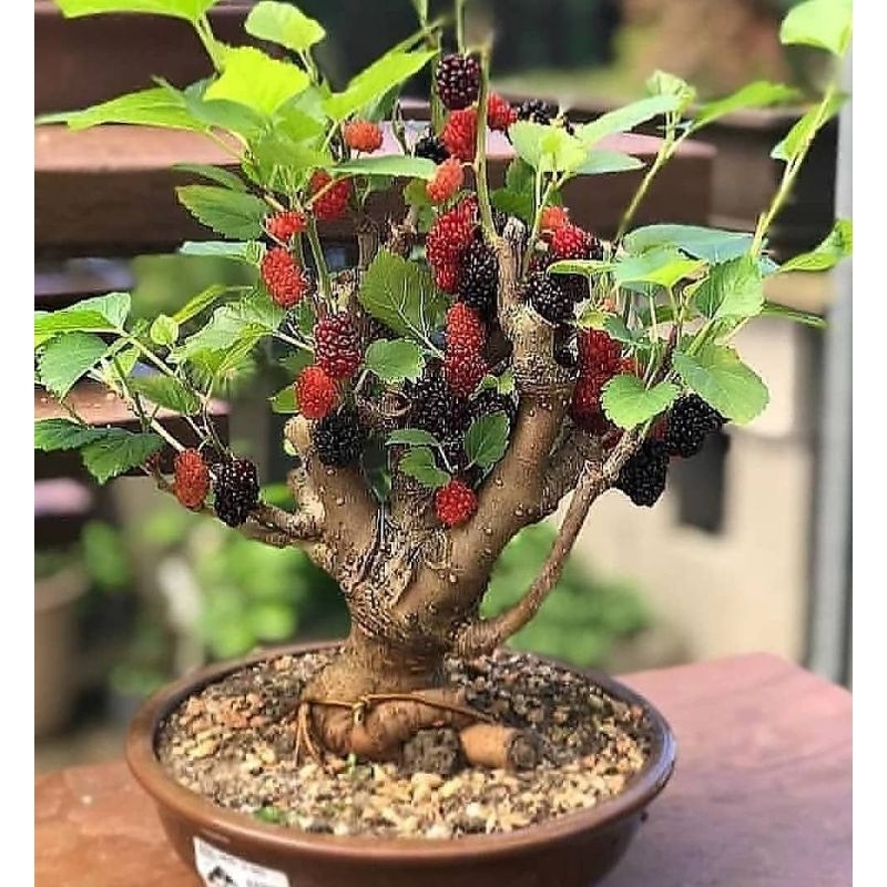 Jual Bonsai Murbay Berbuah Manis | Shopee Indonesia