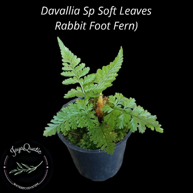 Jual Davallia Sp Soft Leaves (Rabbit Foot Fern) - Tanaman Hias ...
