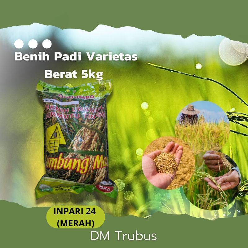 Jual BENIH PADI MERAH VARIETAS INPARI 24 BERAT 10KG | Shopee Indonesia