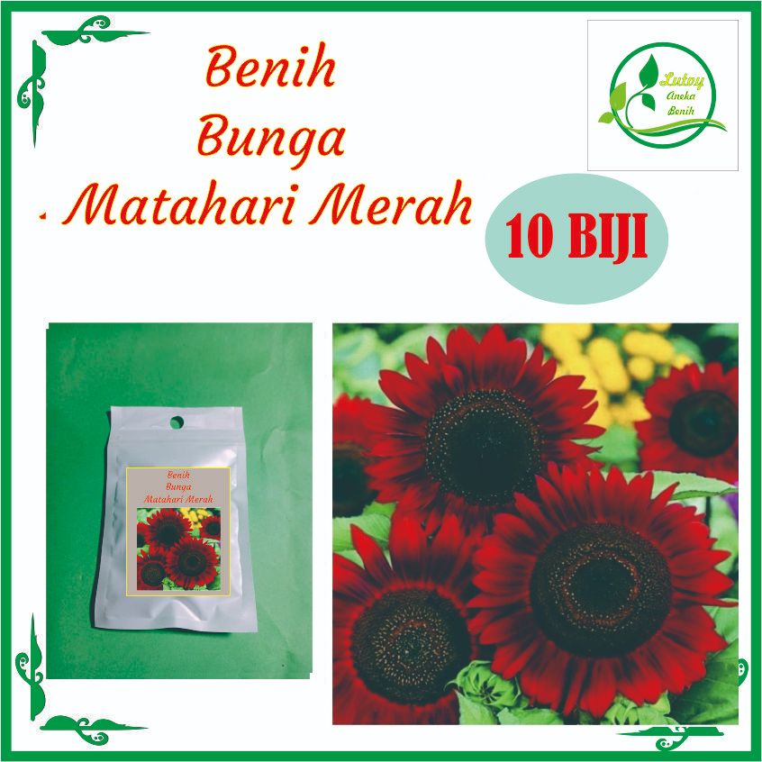 Jual BENIH BUNGA MATAHARI MERAH ISI 10 BIJI | Shopee Indonesia
