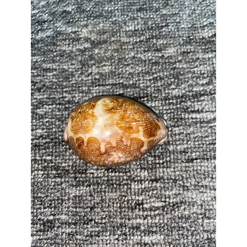 Jual CYPRAEA MAPPA / LEPORICYPRAEA MAPPA | Shopee Indonesia