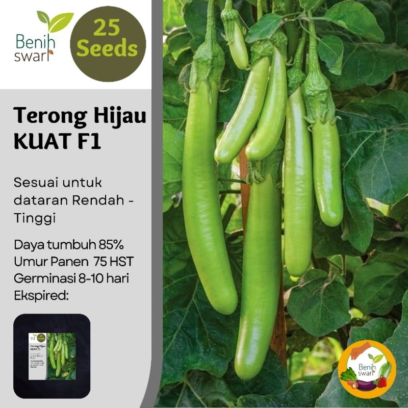 Jual Benih Swari: (isi 25 butir) Benih Terong Hijau Kuat F1 | Shopee Indonesia