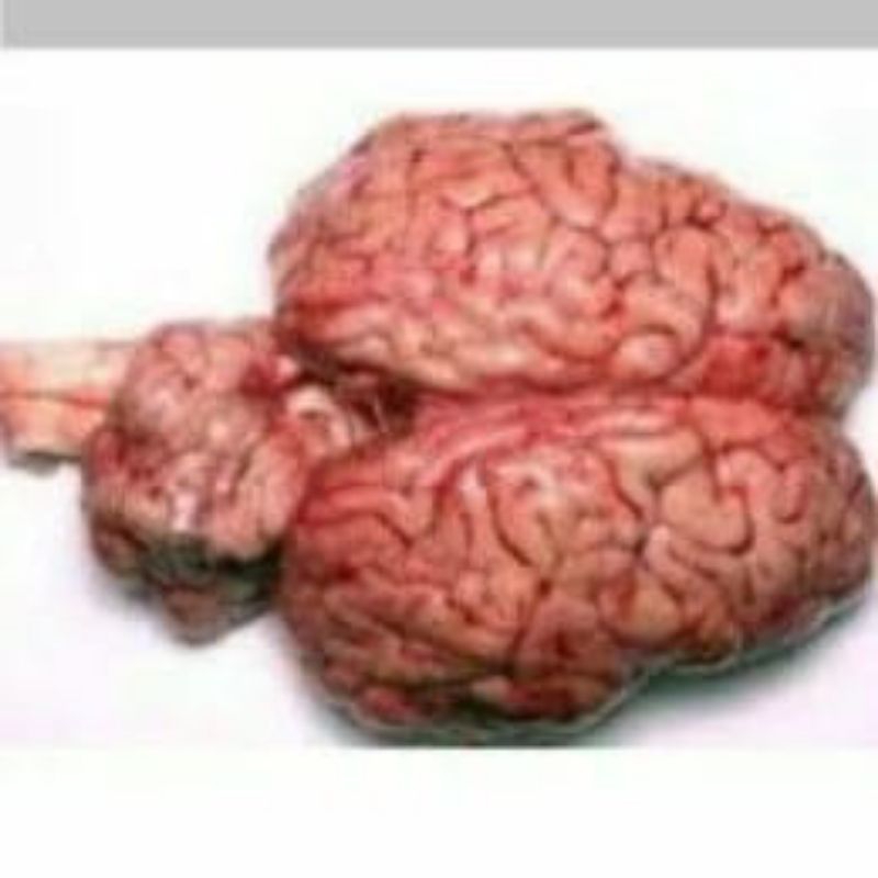 Jual Otak sapi | Shopee Indonesia