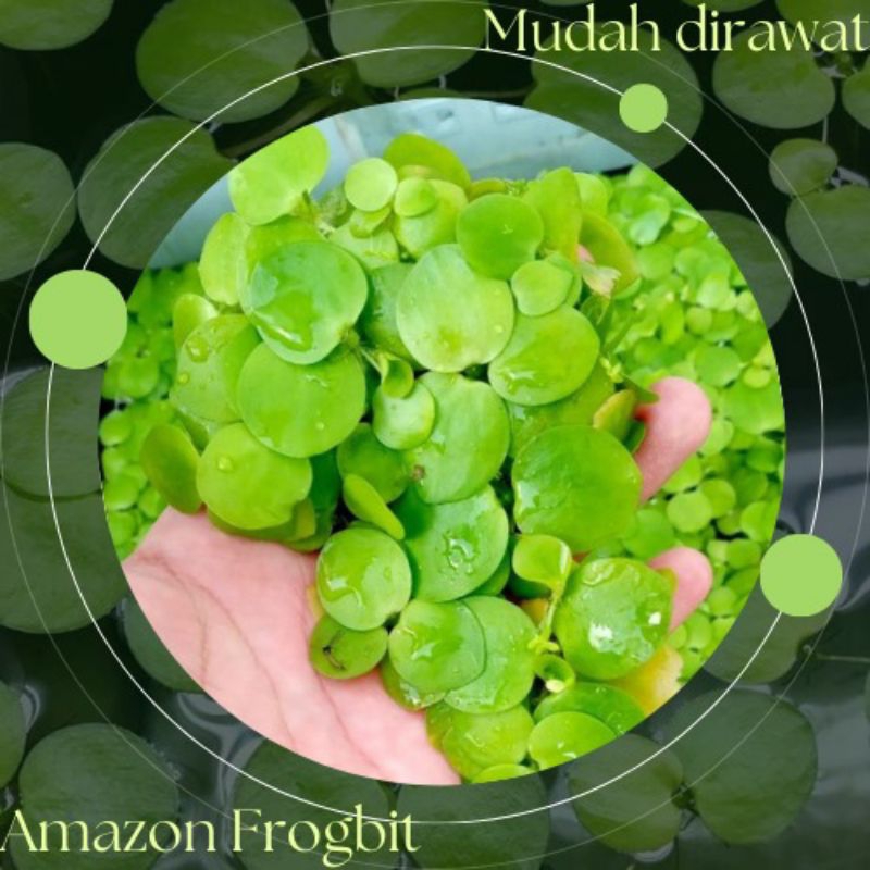 Jual Tanaman air amazon frogbit tanaman hias aquascape | Shopee Indonesia