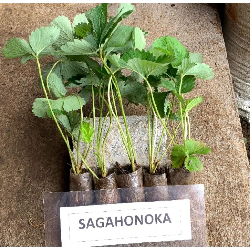 Jual BIBIT MURAH - Bibit strawberry / stroberi jenis SAGAHONOKA premium ...