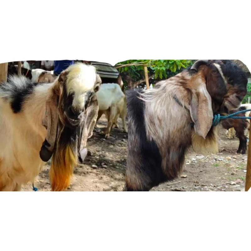 Jual KAMBING QURBAN KHUSUS KELAS JUMBO | Shopee Indonesia
