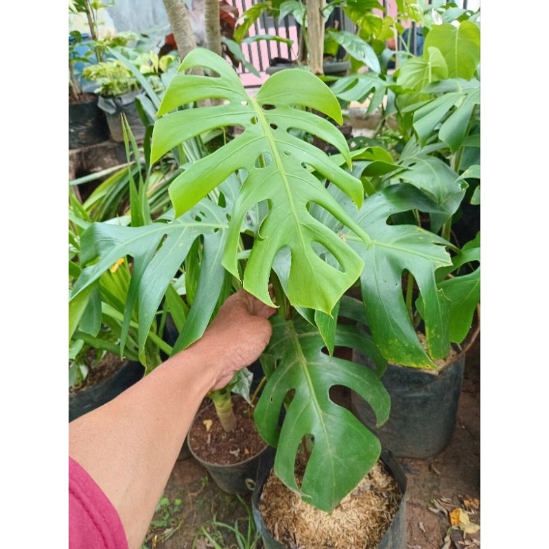 Jual Tanaman hias hidup monstera king Tanaman hias monstera king ...