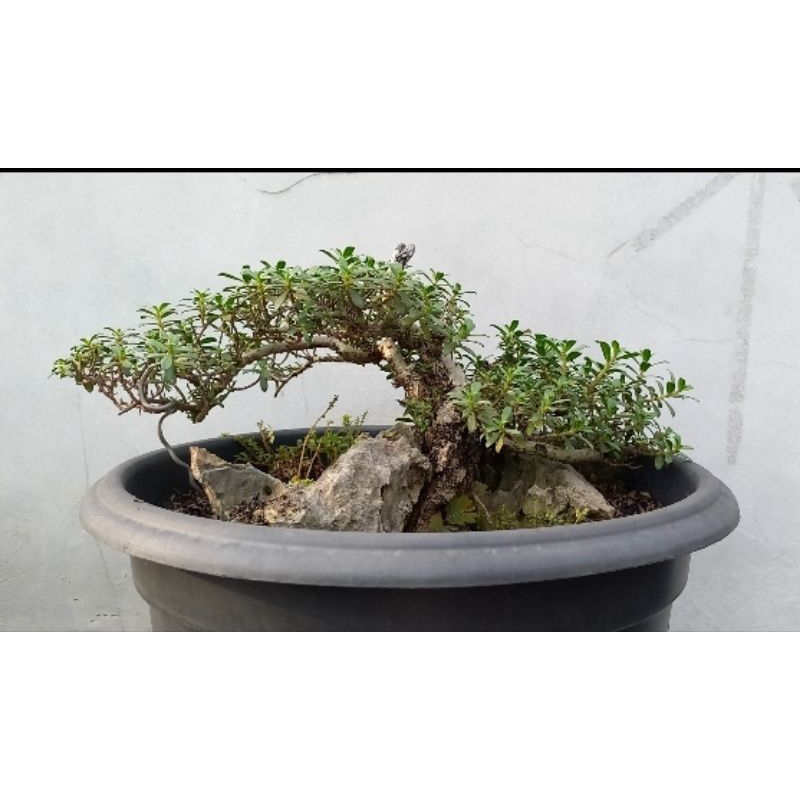 Jual Santigi Karang (RARE ITEM) | Shopee Indonesia