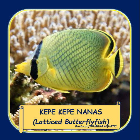 Jual IKAN HIAS AIR LAUT - KEPE KEPE NASNAS / LATTICED BUTTERFLY FISH ...