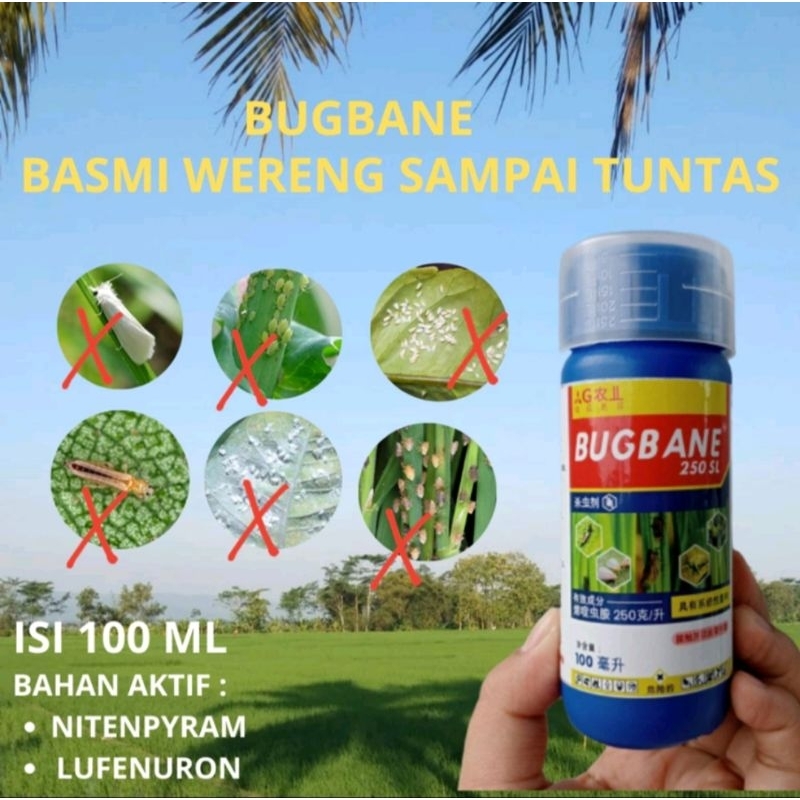 Jual Bugbane Insektisida Obat Hama Wereng Hijau | Wereng Coklat ...