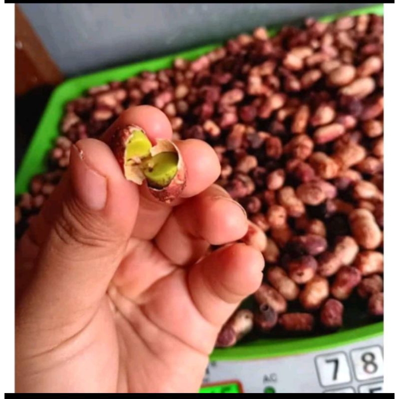 Jual biji jamblang | Shopee Indonesia