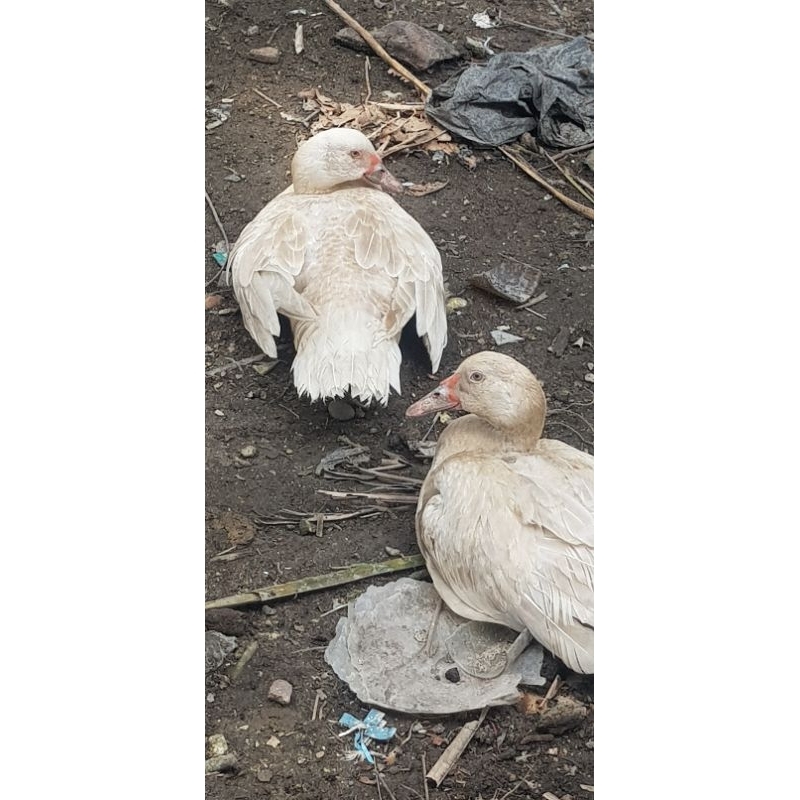 Jual Entok Rambon Mocca mata merah muscovyduck | Shopee Indonesia