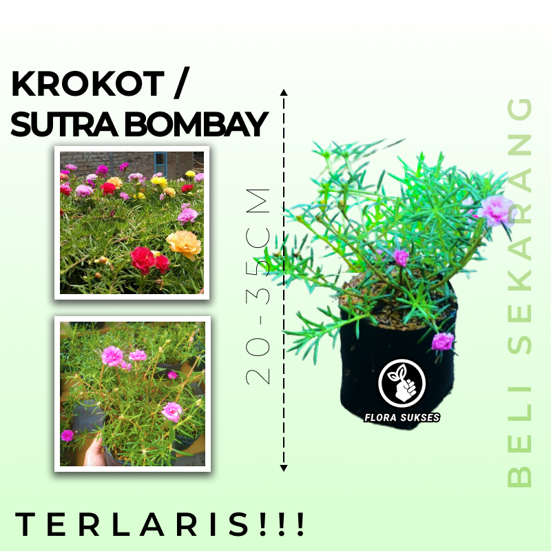 Jual KROKOT SUTRA BOMBAY / BIBIT TANAMAN HIAS BUNGA SUTRA BOMBAY ...