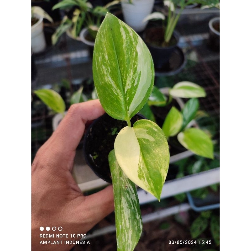 Jual Scindapsus treubii Moonlight varigata | Shopee Indonesia
