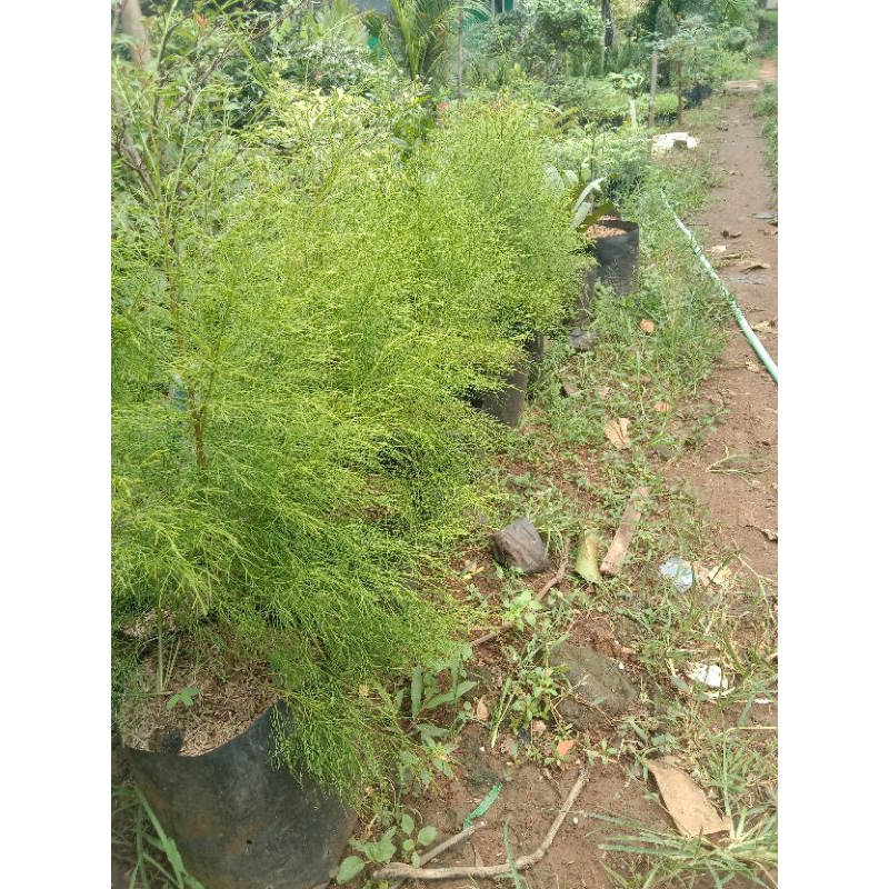 Jual tanaman pohon cemara balon | Shopee Indonesia