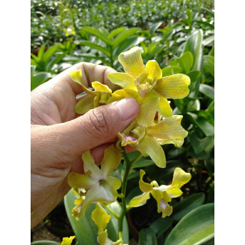 Jual anggrek bunga kuning garis coklat knop mekar-angrek kuning kriting ...