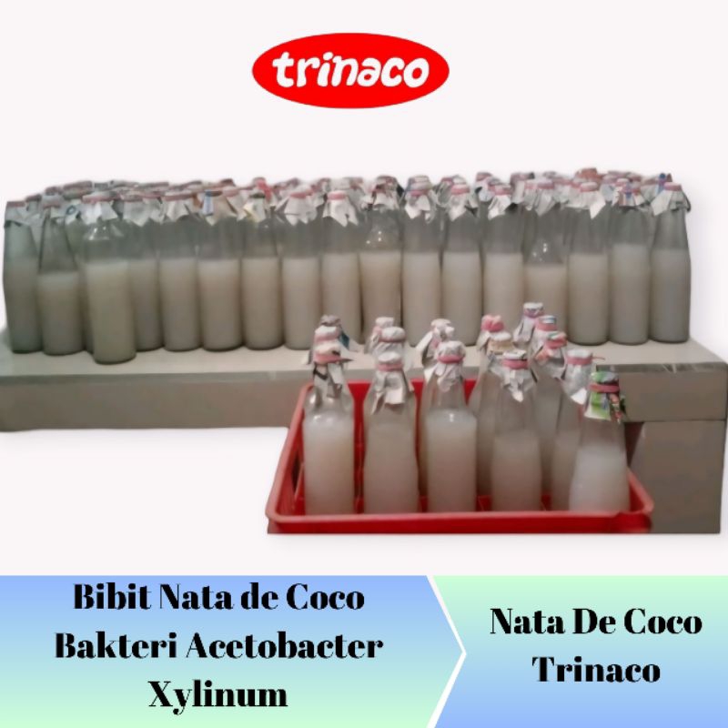 Jual Starter Bibit Nata de Coco || Bakteri Acetobacter Xylinum | Shopee Indonesia