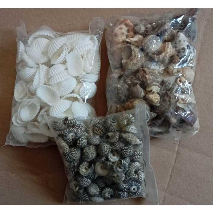 Jual paket 1 kerang bahan prakarya (dapat 3 bungkus) | Shopee Indonesia