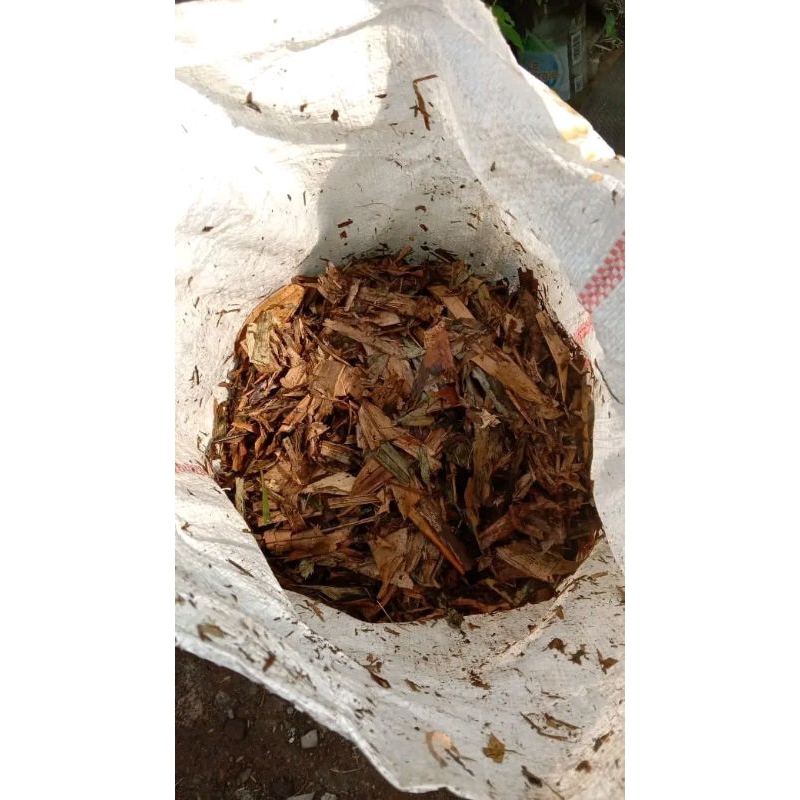 Jual daun bambu kering untuk media tanam | Shopee Indonesia