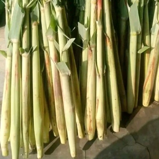 Jual telur tebu 1 ikat,terubuk sayur segar baru petik | Shopee Indonesia