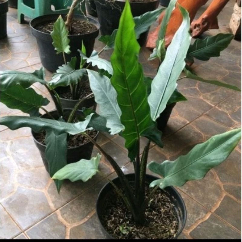Jual Tanaman hias keris papua / alocasia keris (siap tanam )remaja ...