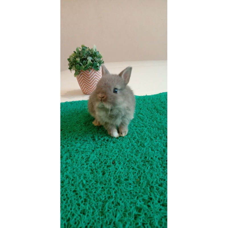 Jual KELINCI NETHERLAND DWARF ND NEDERLAN DWARF KELINCI MINI DWARF1 ...