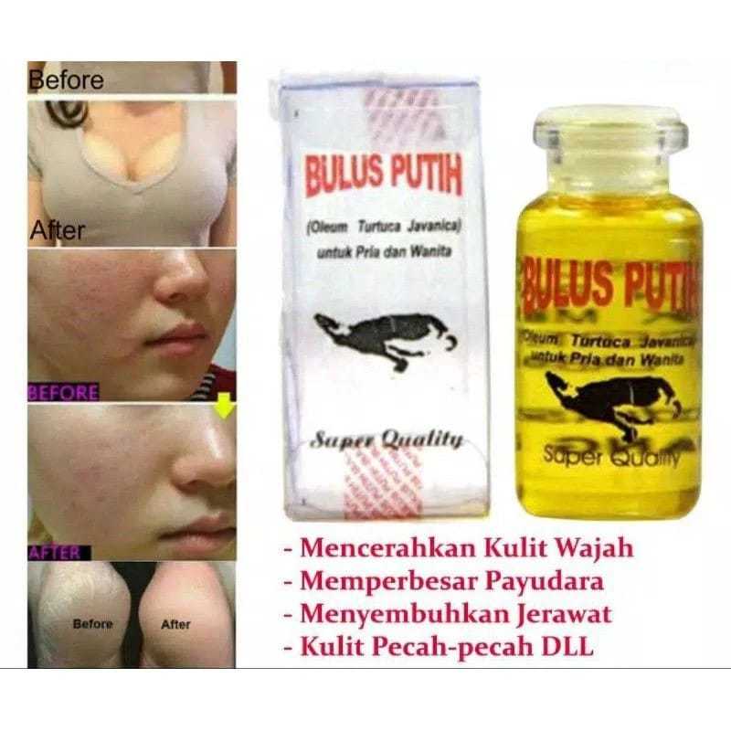 Jual MINYAK BULUS ORIGINAL / MINYAK BULUS PUTIH ORIGINAL | Shopee Indonesia