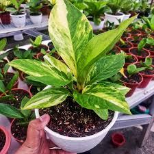 Jual Tanaman Hias Anthurium Jemani / Jenmani / jemanii Variegata ...