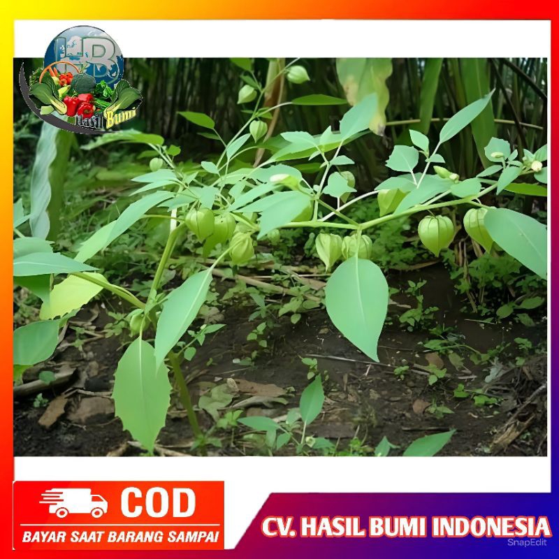 Jual paket hemat pohon cimplukan isi akar,batang,daun,buah cecendet ...