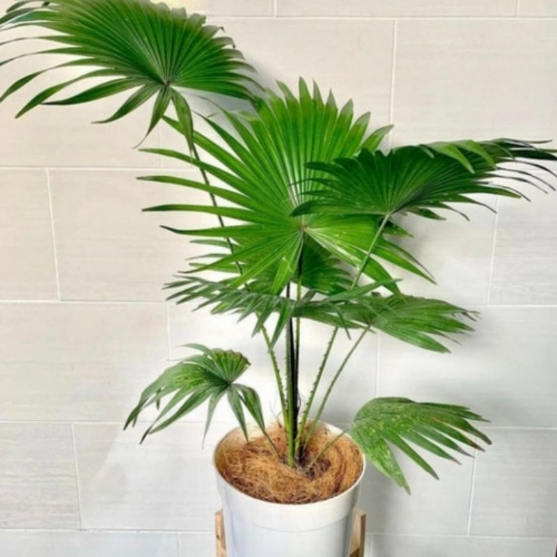 Jual ( BISA COD ) Tanaman Hias Palem Sadeng Palm Bintang / Pohon Palm ...