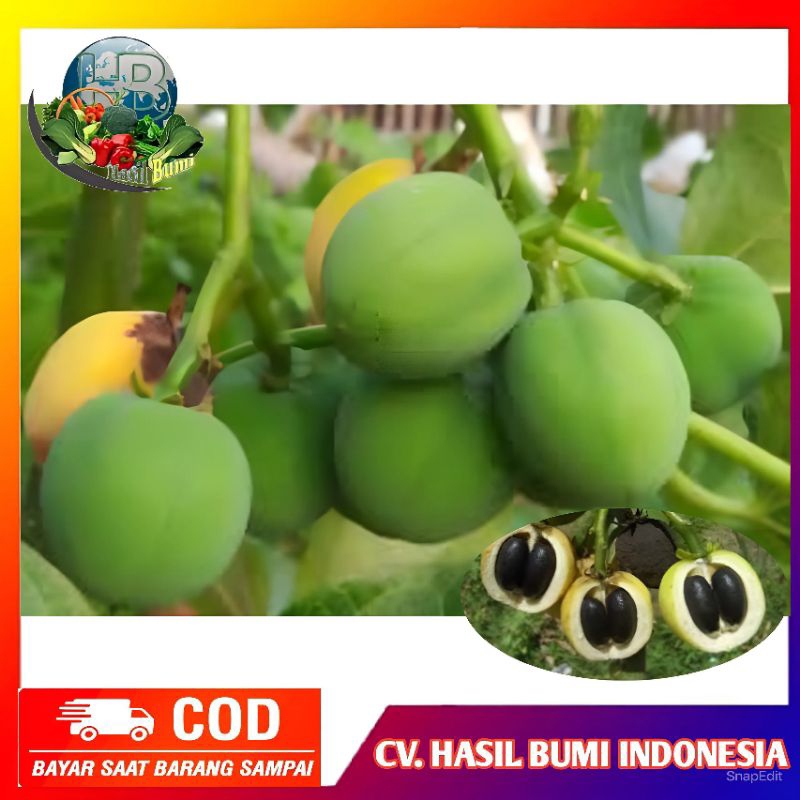Jual Buah jarak hijau segar obat herbal alami isi 5 buah jarak segar ...