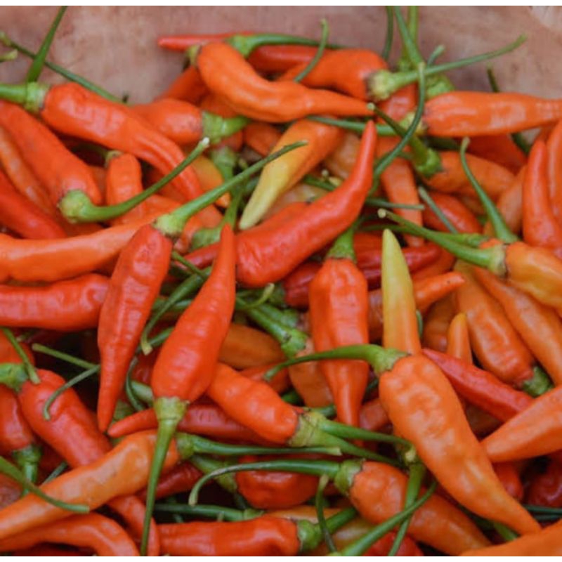 Jual Cabe rawit merah fresh 1 kg cabai rawit pedas | Shopee Indonesia