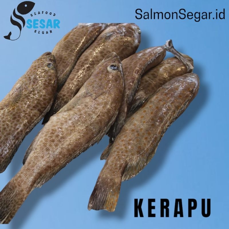 Jual Ikan Kerapu Segar - Ikan Laut Segar - Seafood Berkualitas | Shopee ...