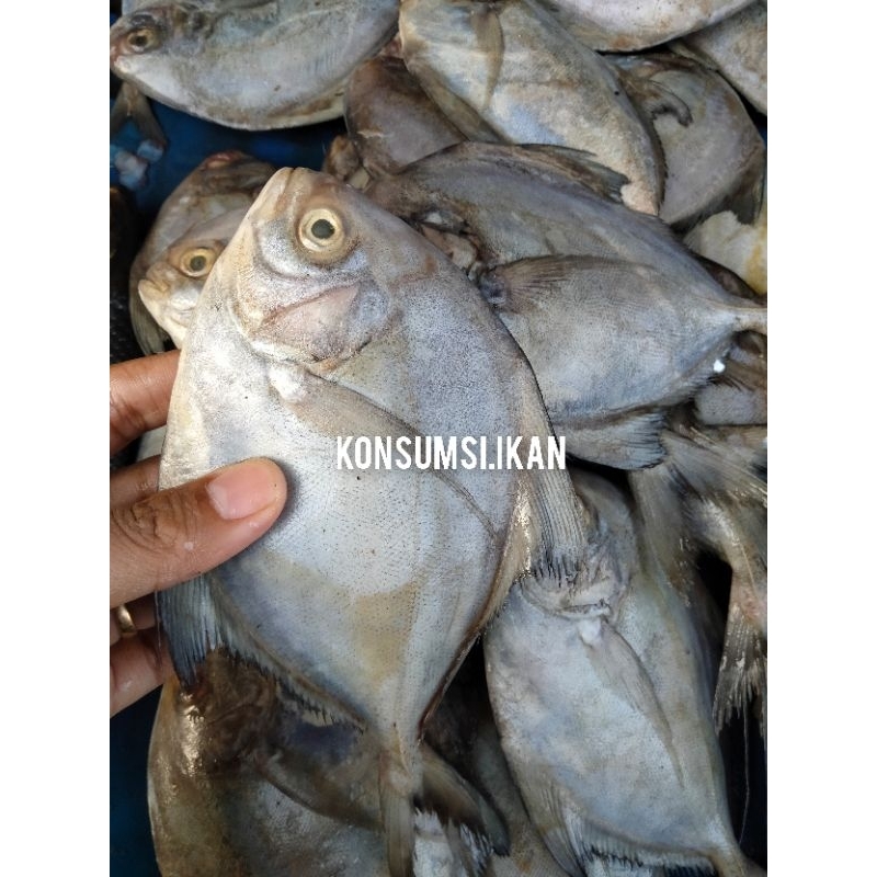 Jual Ikan Bawal Putih Utuh Fresh Frozen 500gr / 1kg | Shopee Indonesia