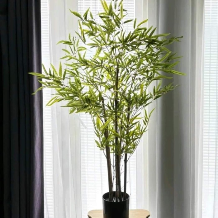 Jual Pohon Bambu Imp 1.6m 005 Coklat Tea / Pohon Bambu Hias / Tanaman ...